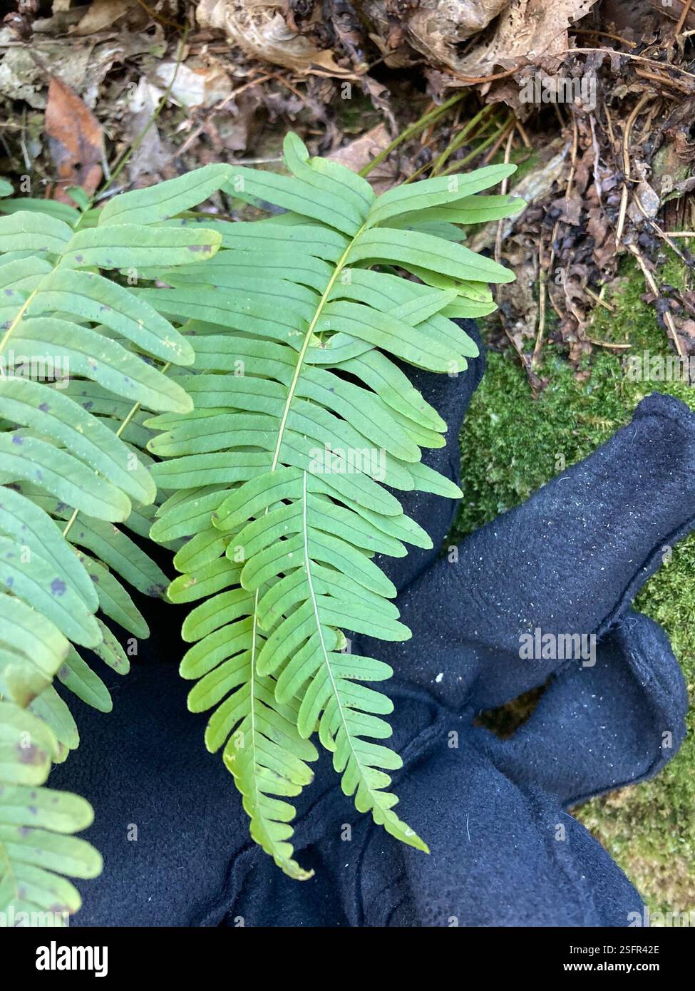 polypody ferns (Polypodium), Plantae, Warren County, PA, USA Stock ...