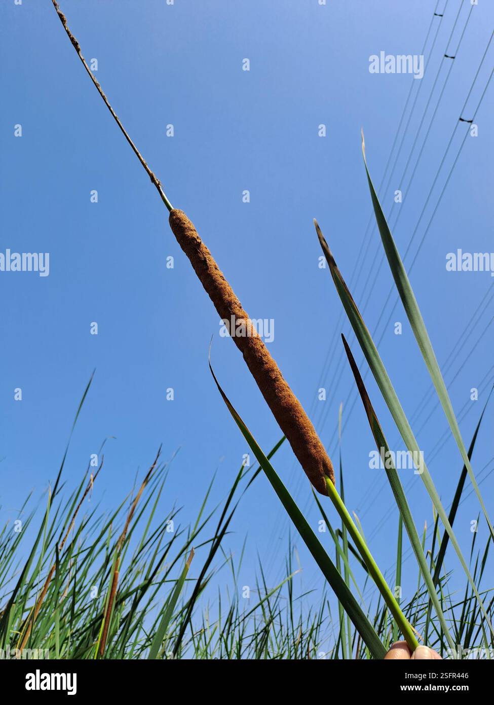 southern cattail (Typha domingensis), Plantae, Hacienda Buena Vista ...