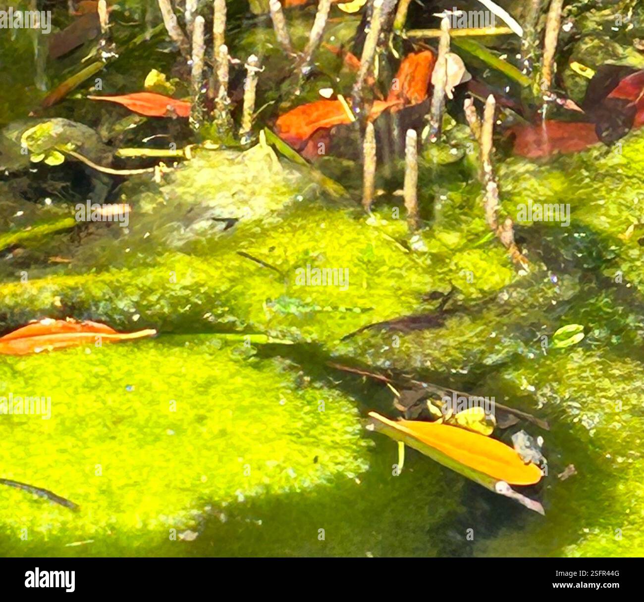 Great Pondhawk (Erythemis vesiculosa), Insecta, Curaçao, Willemstad, CW ...