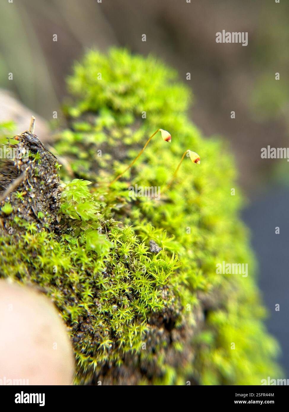 (Epipterygium biauritum), Plantae, Morro Dunes Ecological Reserve, Los ...