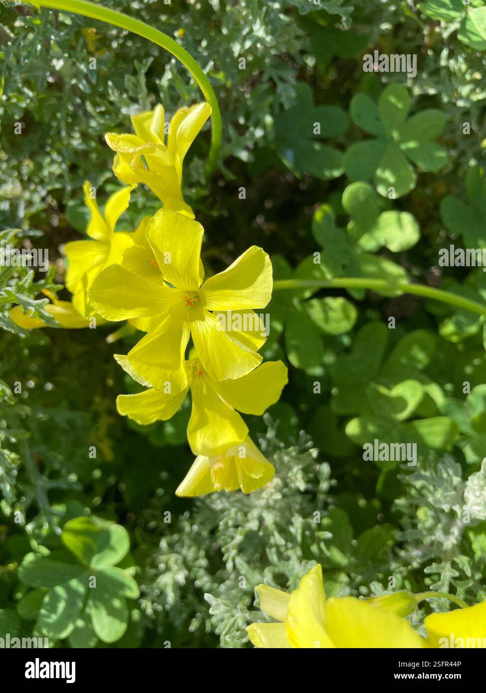 Bermuda buttercup (Oxalis pes-caprae), Plantae, Wilder Ranch, Wilder ...