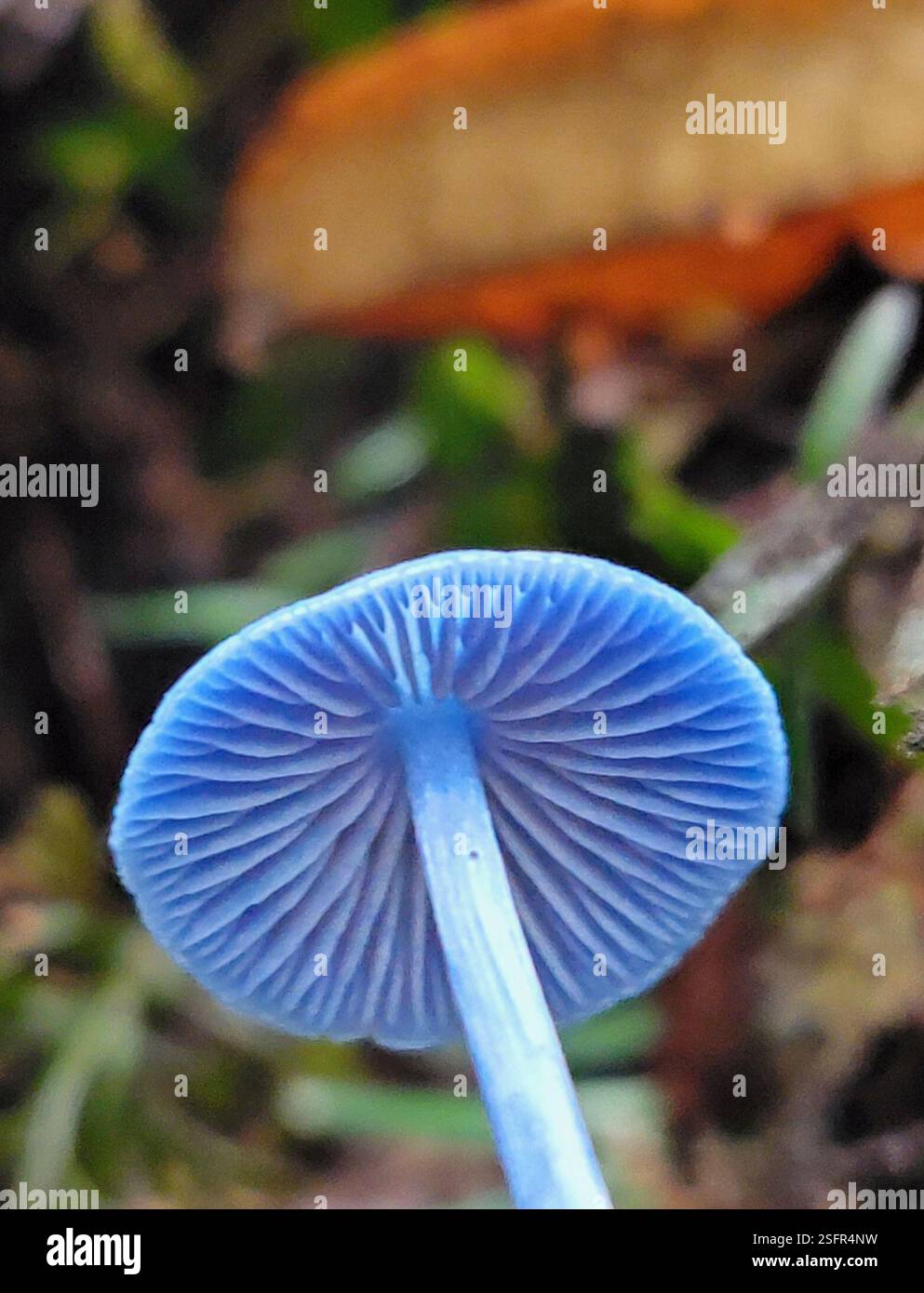 blue pinkgill (Entoloma hochstetteri), Fungi, Turiwhate 7875, New ...