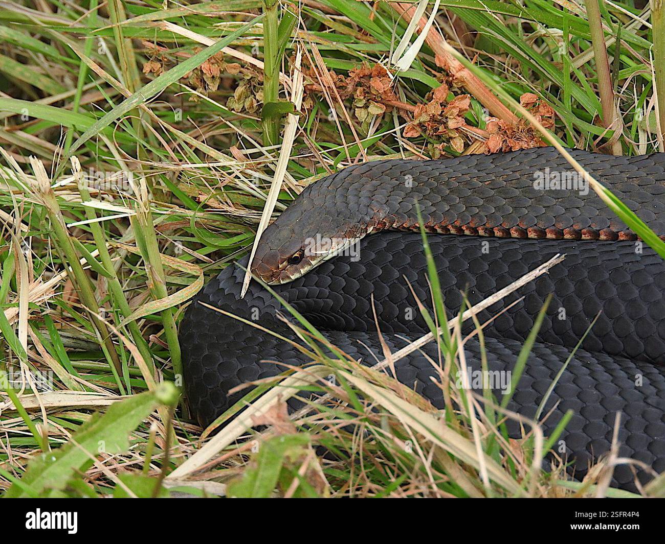 Lowlands Copperhead (Austrelaps superbus), Reptilia, West Tamar, TAS ...