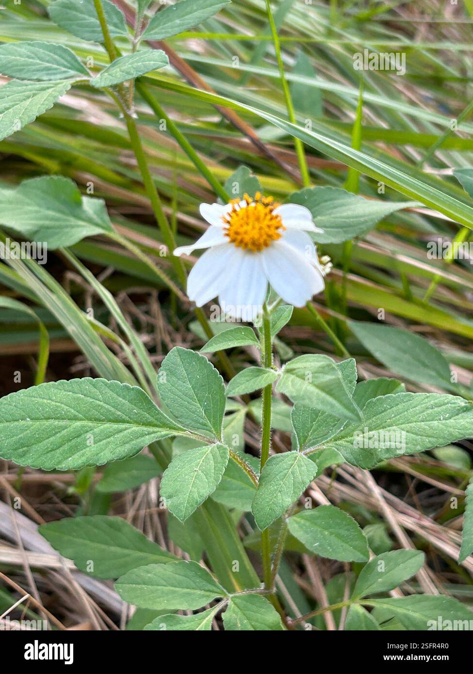 White beggarticks (Bidens alba), Plantae, Chap Wai Kon Street, Sha Tin ...