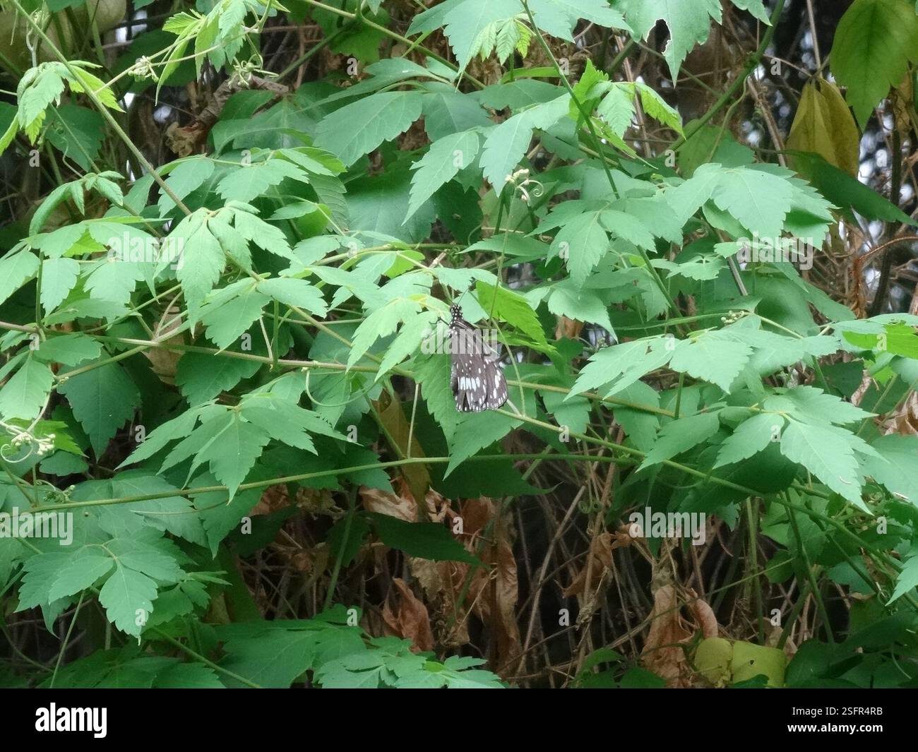 Common Crow Butterfly (Euploea core), Insecta, Brisbane QLD, Australia ...