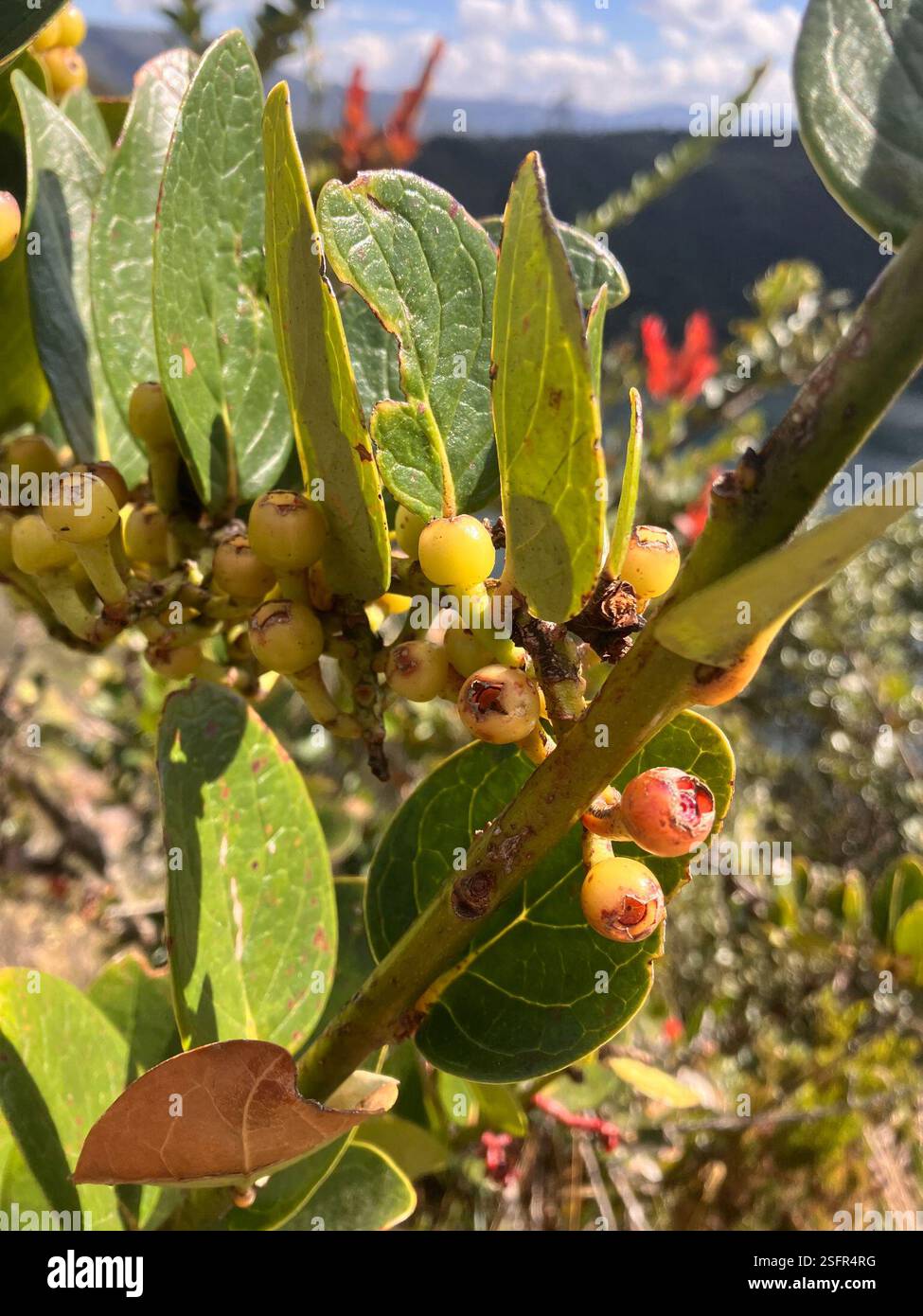 tropical blueberry (Macleania rupestris), Plantae, Tierra Negra ...