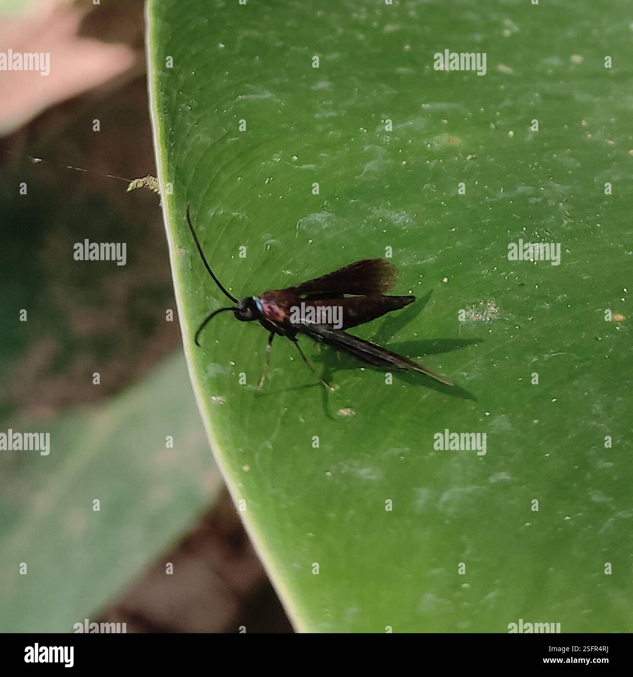 Winged and Once-winged Insects (Pterygota), Insecta, Cachoeira, Ibiúna ...