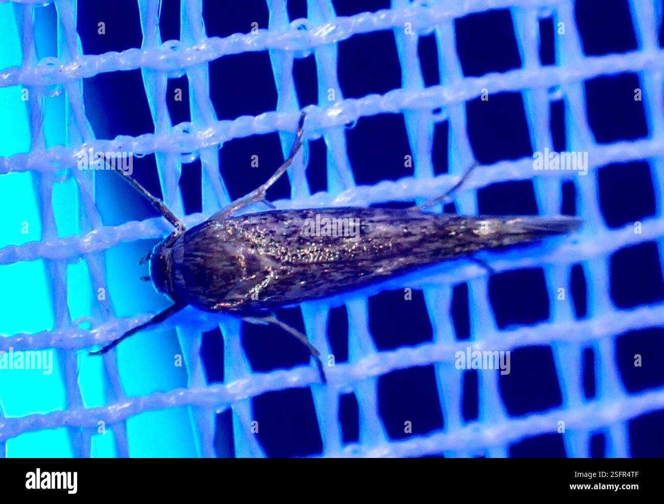 (Blastobasis), Insecta, São Vicente, Cape Verde, CV Stock Photo - Alamy