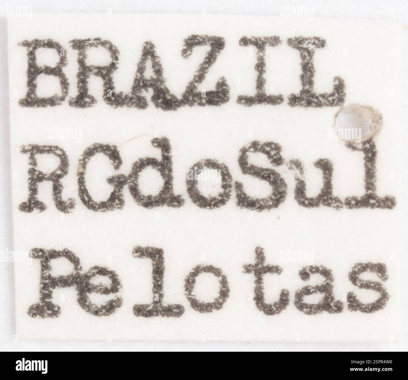 (Haplaxius dolon), Insecta, Colina do Sol, Pelotas - RS, Brazil, This ...