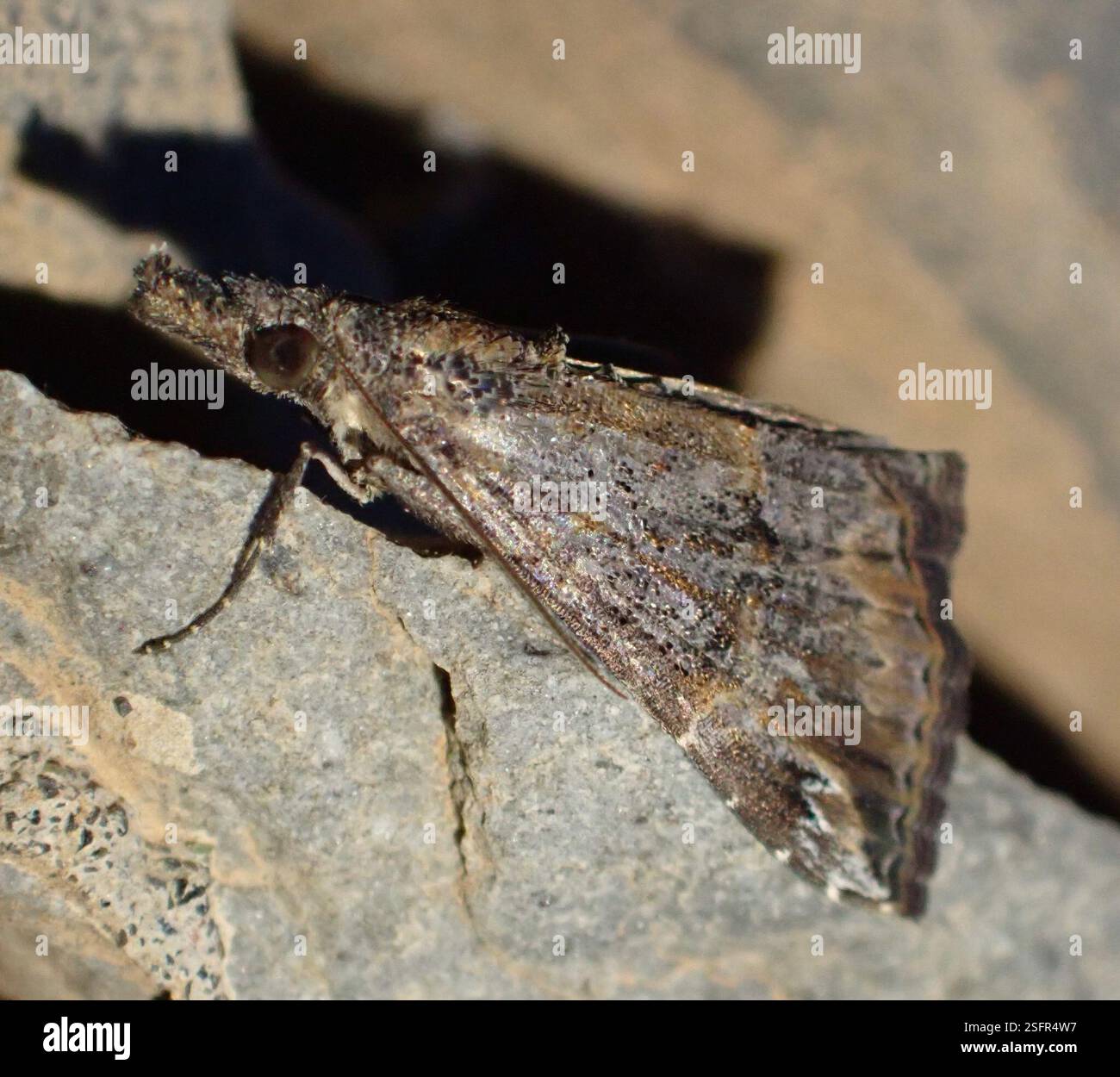 Lantana Defoliator (Hypena laceratalis), Insecta, Santo Antão, Cape ...