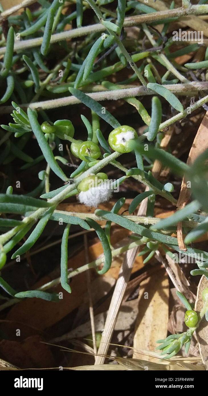 Barrier Saltbush (Enchylaena tomentosa), Plantae, Stop 2A Greenhill Rd ...