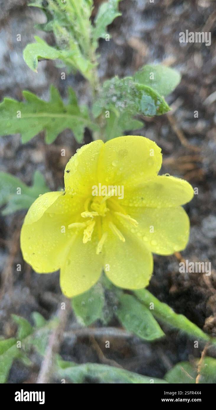 cutleaf evening primrose (Oenothera laciniata), Plantae, Naples Stock ...