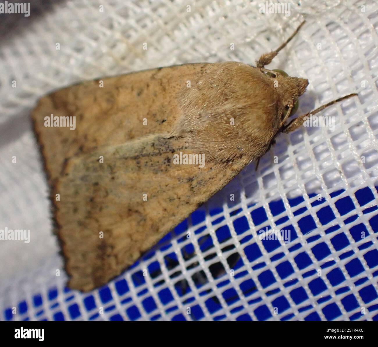 Cotton Bollworm Moth (Helicoverpa armigera), Insecta, Santo Antão, Cape ...