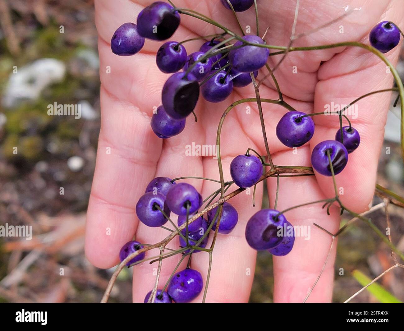 Ink Berry (Dianella nigra), Plantae, Kumara, New Zealand Stock Photo ...