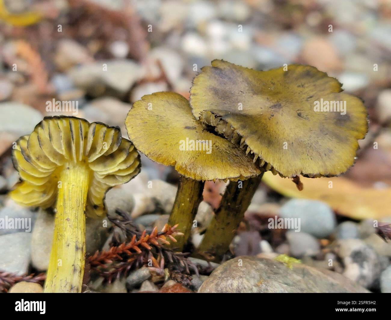 Hygrocybe subsect. Hygrocybe (Hygrocybe), Fungi, Kokatahi, New Zealand ...