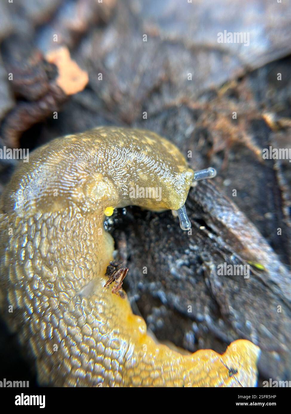 Yellow Cellar Slug (Limacus flavus), Mollusca, Broderson Ave, Los Osos ...