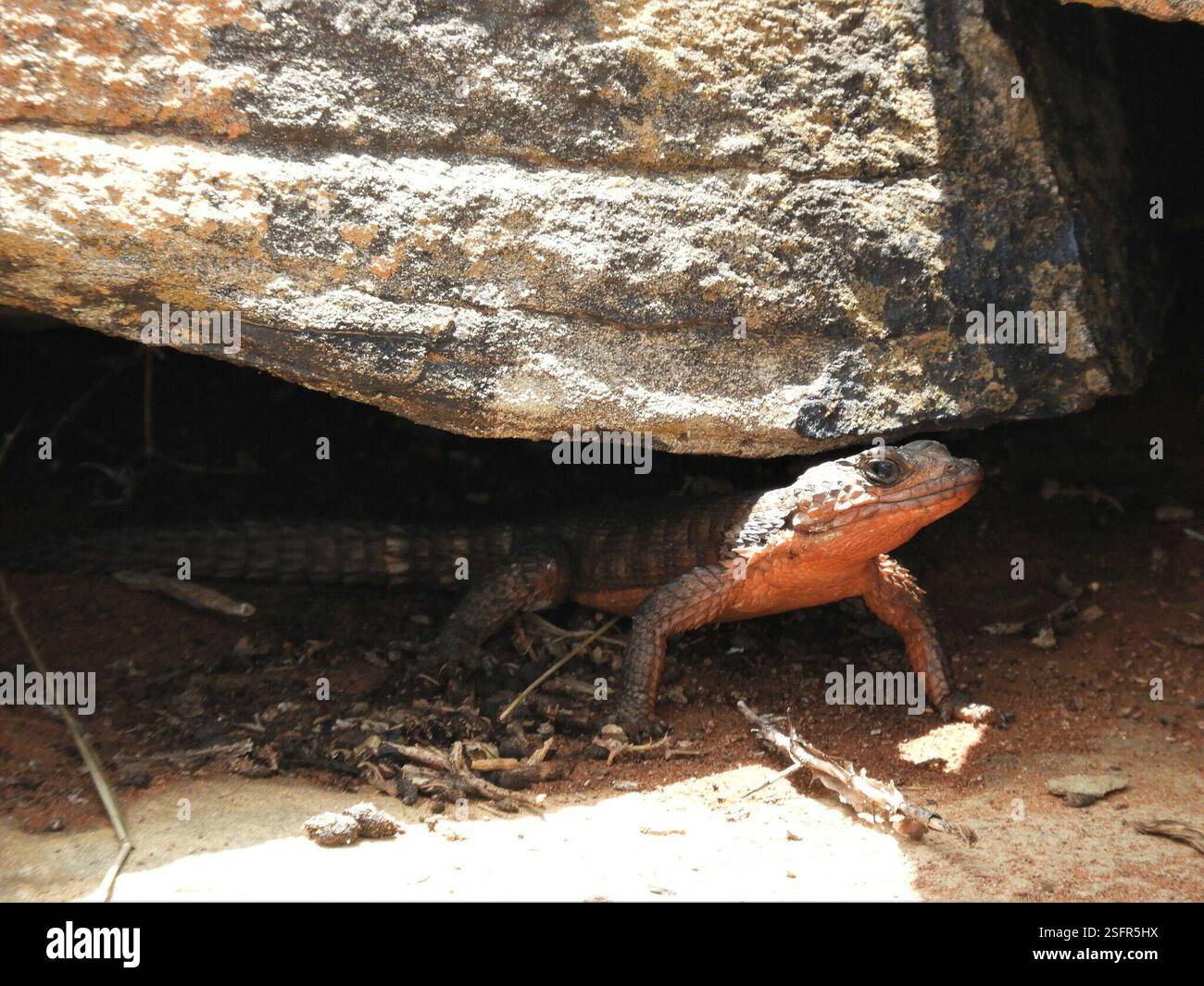 Karoo Girdled Lizard (Karusasaurus polyzonus), Reptilia, Ubuntu Local ...