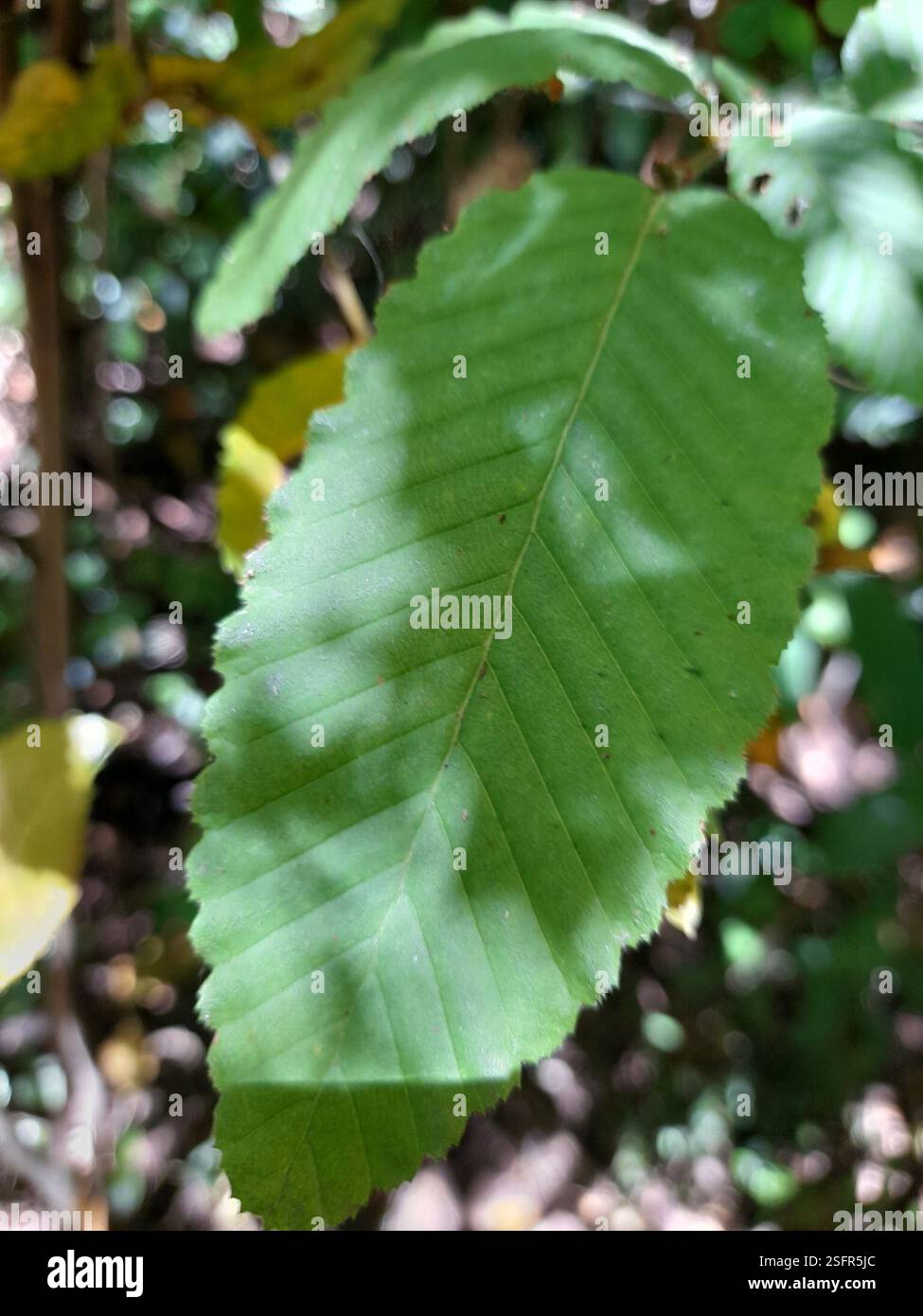 Rauli (Nothofagus alpina), Plantae, Cautín, CL-AR, CL Stock Photo - Alamy