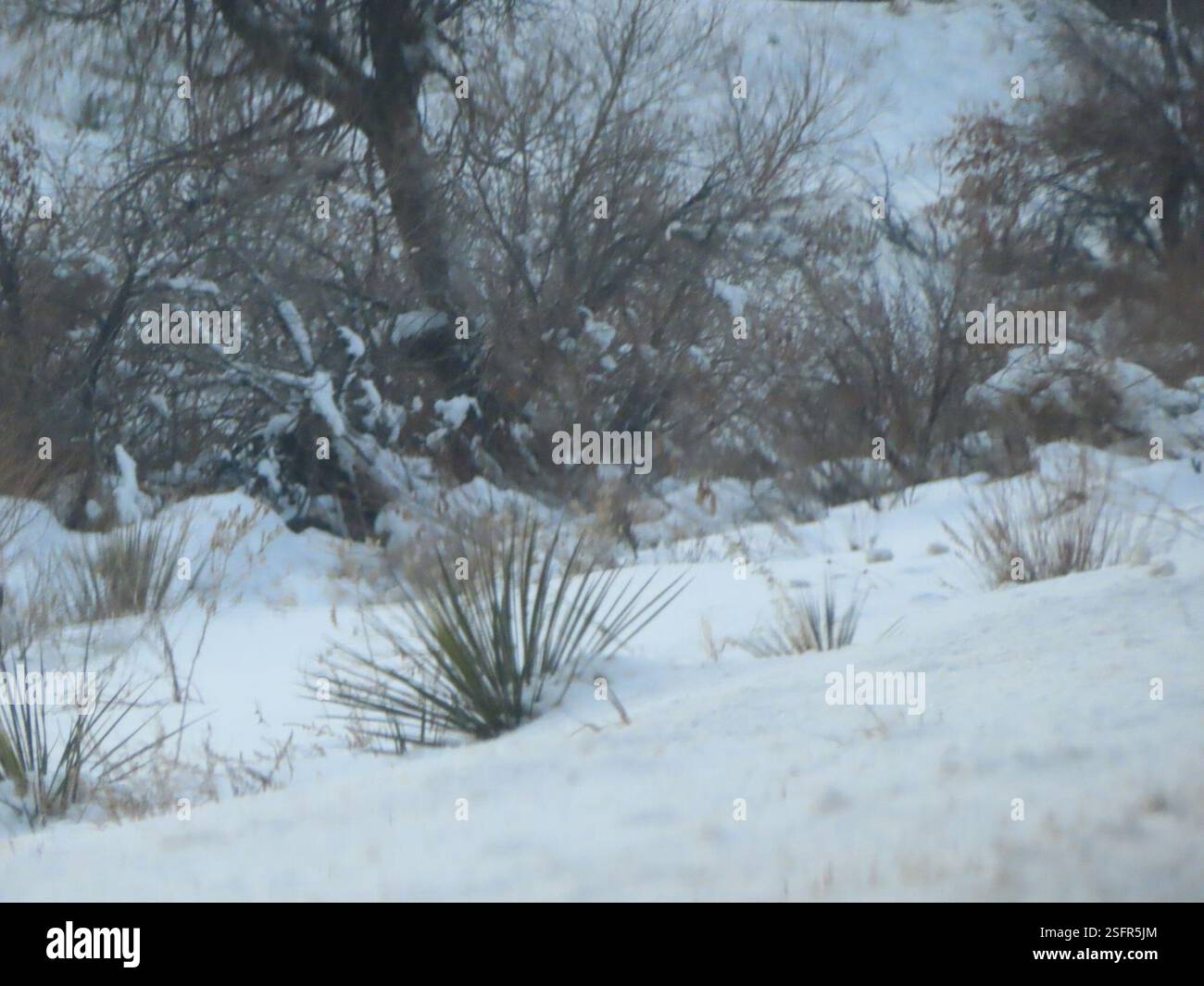 Great Plains yucca (Yucca glauca), Plantae, Weld, Colorado, United ...