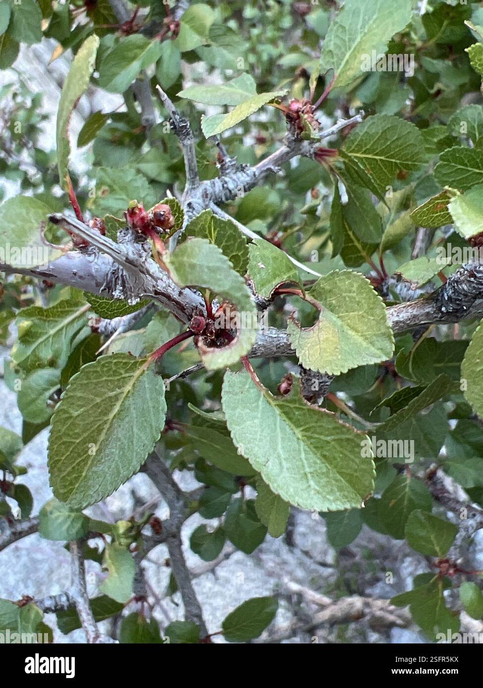 Desert Apricot (Prunus fremontii), Plantae, Anza-Borrego Desert State ...