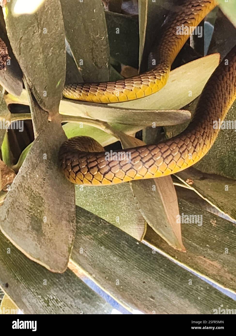 Common Tree Snake (Dendrelaphis punctulatus), Reptilia, Bouldercombe ...