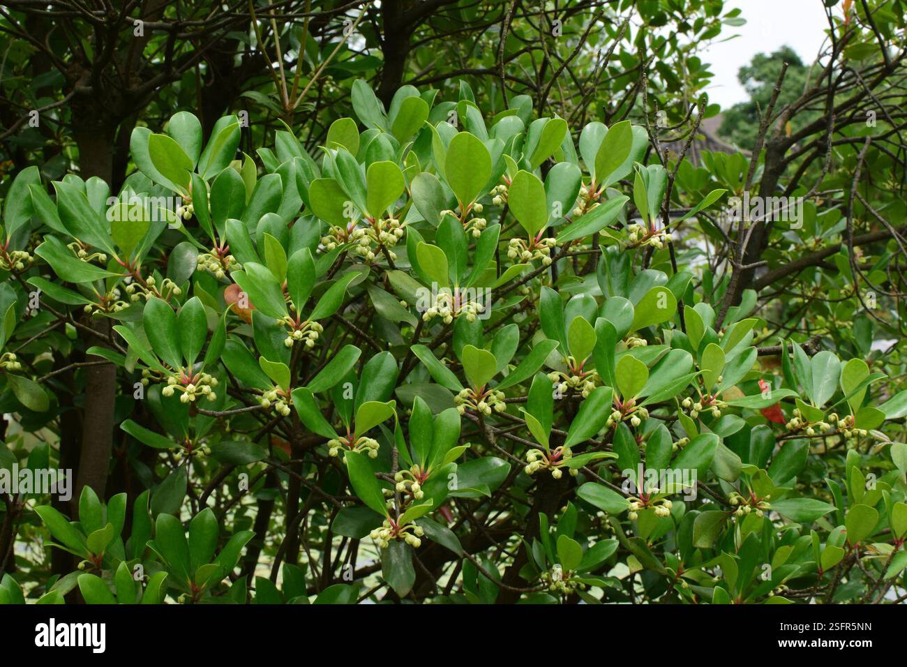 Japanese Ternstroemia (Ternstroemia gymnanthera), Plantae, 中国浙江省杭州市西湖区 ...