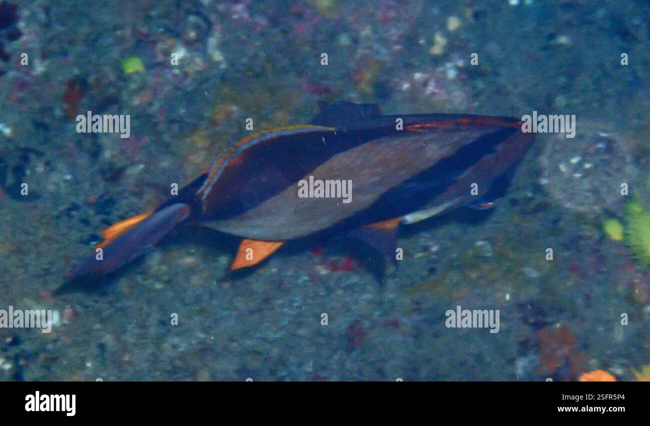 Three-banded Butterflyfish (Chaetodon robustus), Actinopterygii, São ...
