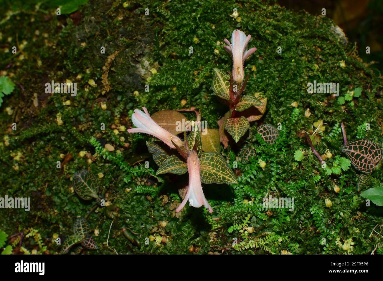 (Goodyera biflora), Plantae, 中国浙江省杭州市西湖区 Stock Photo - Alamy