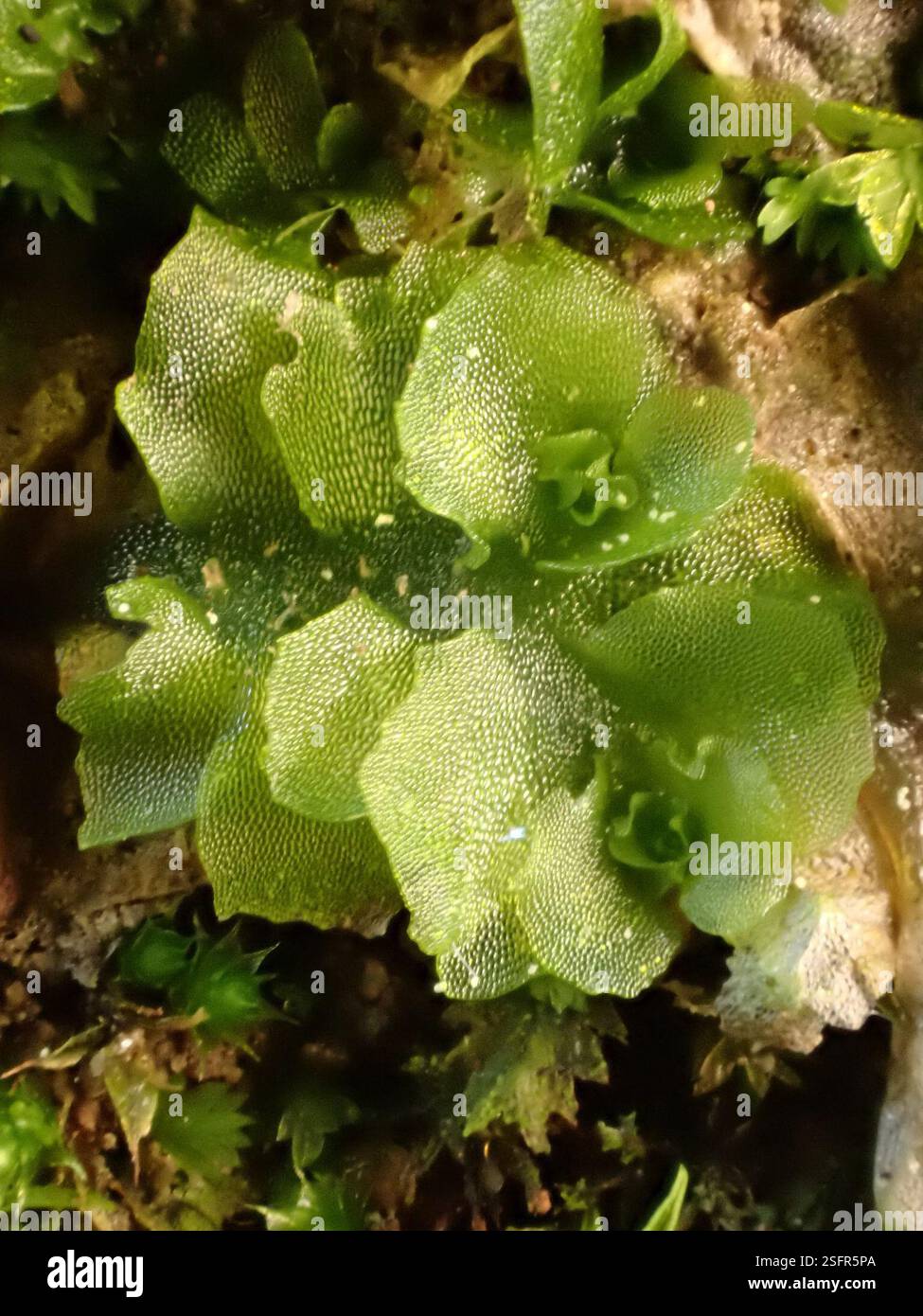 liverworts (Marchantiophyta), Plantae, Santo Antão, Cape Verde, CV ...