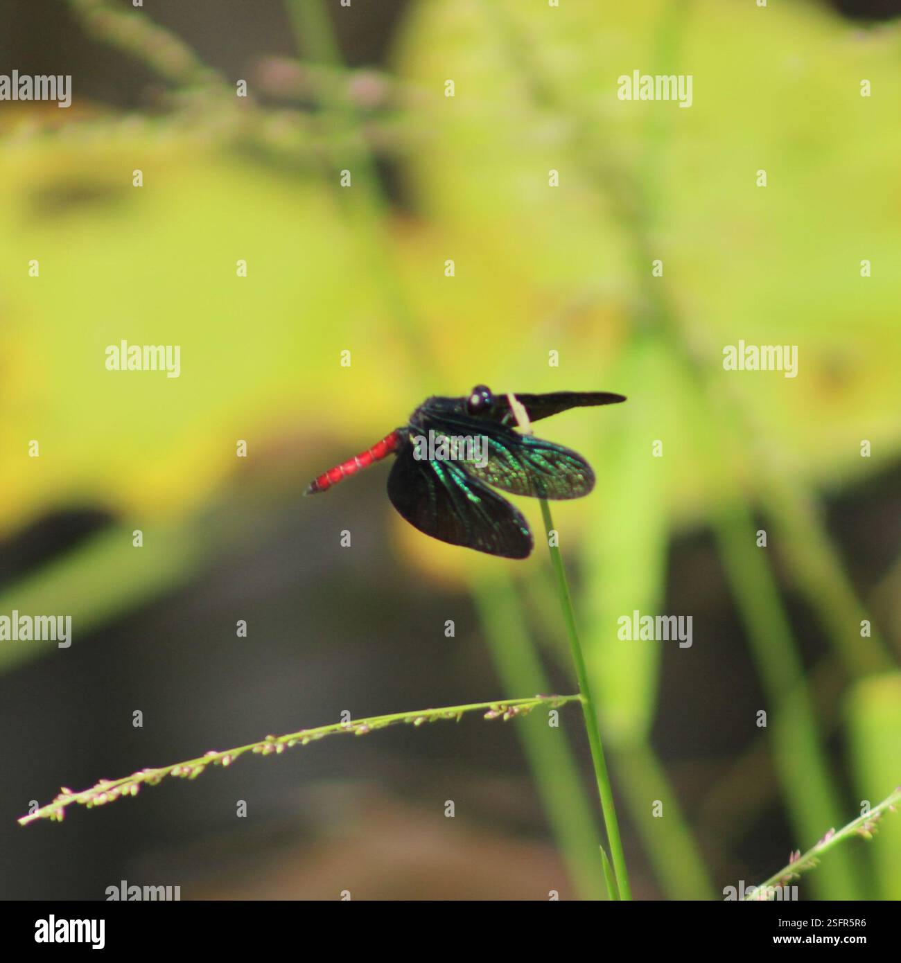 Red-tailed Blackwing (Diastatops obscura), Insecta, Tutóia, MA, Brasil ...