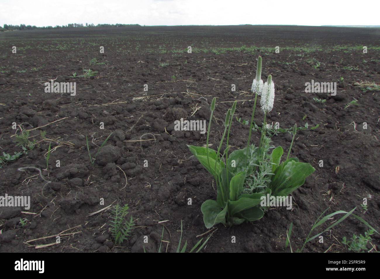 (Plantago maxima), Plantae, Малосердобинский р-н, Пензенская обл ...