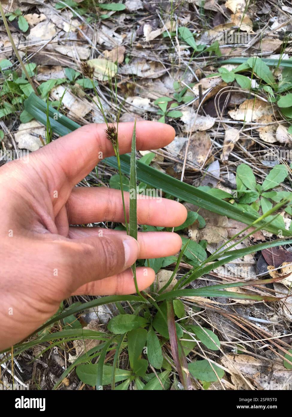 Pacific Woodrush (Luzula comosa), Plantae, Contra Costa County, CA, USA ...
