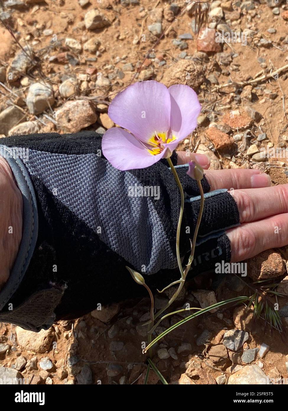 winding mariposa lily (Calochortus flexuosus), Plantae, W Old Highway ...