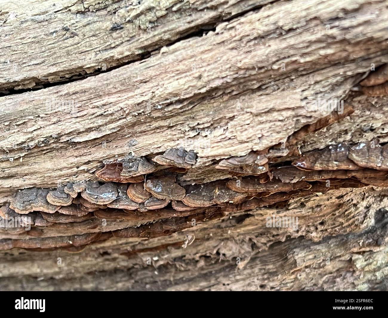 Oak Curtain Crust Fungus (Hymenochaete rubiginosa), Fungi, Muswell Hill ...