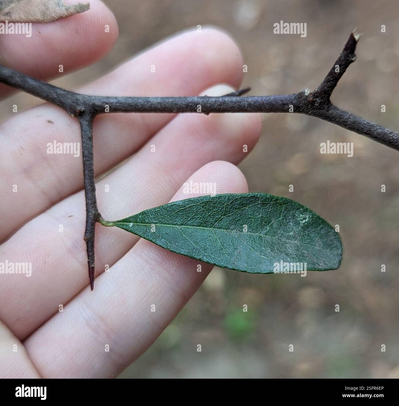 Tough Bully (Sideroxylon tenax), Plantae, Brooksville, FL 34602, USA ...