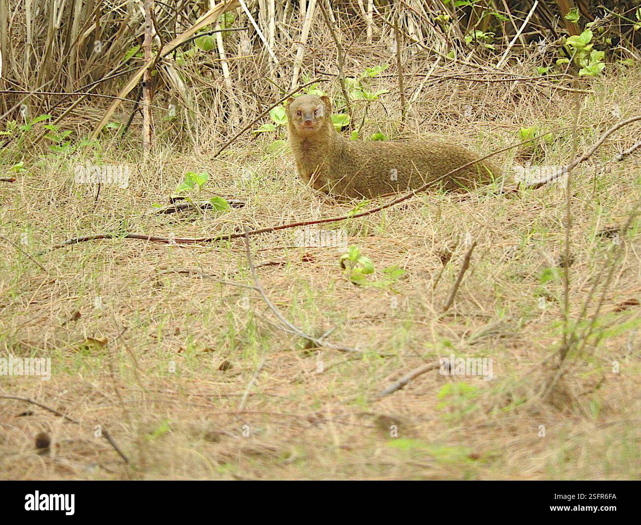 Small Indian Mongoose (Urva auropunctata), Mammalia, Koolauloa, Hauula ...