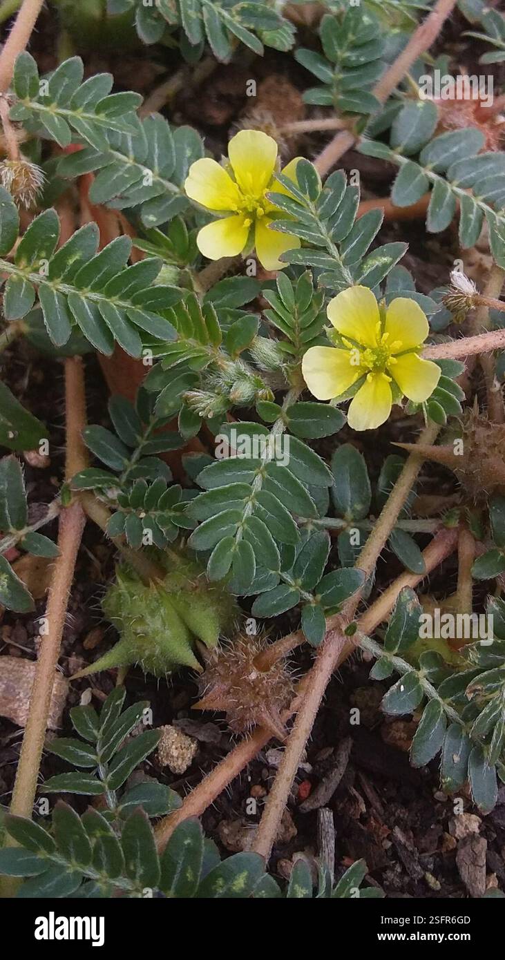 puncture vine (Tribulus terrestris), Plantae, Mitchell Park SA 5043 ...