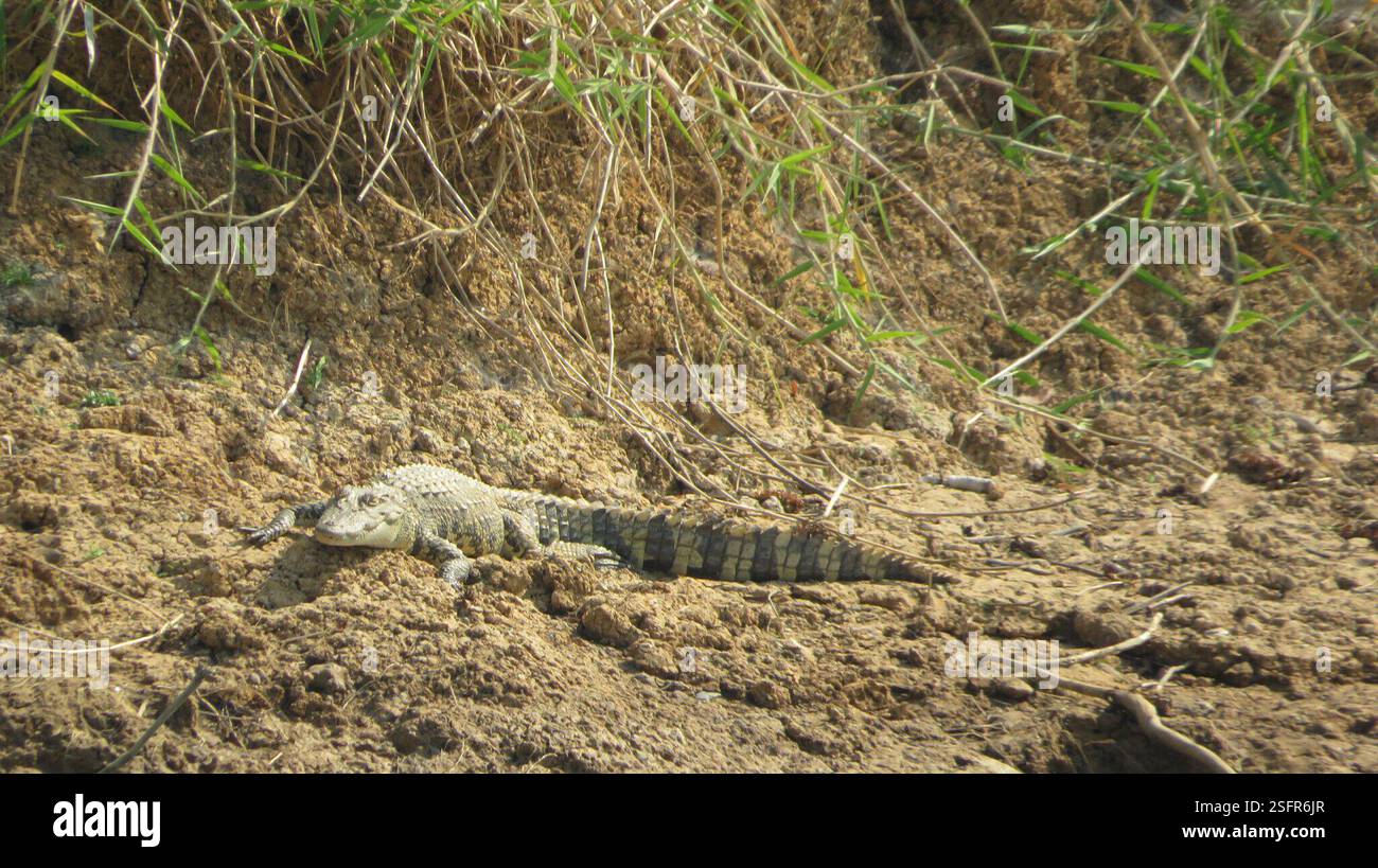 Siamese Crocodile (Crocodylus siamensis), Reptilia, Nakhon Sawan, TH Stock Photo - Alamy