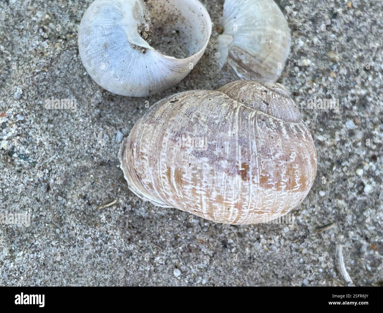 Garden Snail (Cornu aspersum), Mollusca, Horse Camp Rd, Borrego Springs ...