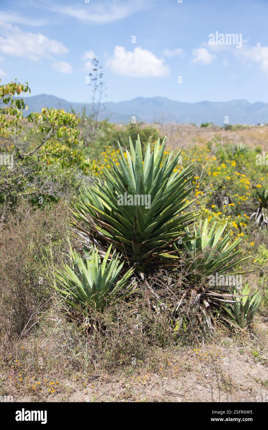Wild agave maguey cuishe (Agave karwinskii) plants on an organic ...
