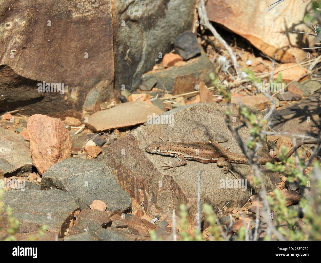 Spotted Sand Lizard (Pedioplanis lineoocellata), Reptilia, South Africa ...