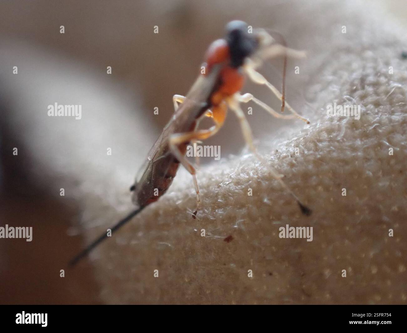 Ichneumonid Wasps (Ichneumonidae), Insecta, Colwood, BC, Canada Stock ...