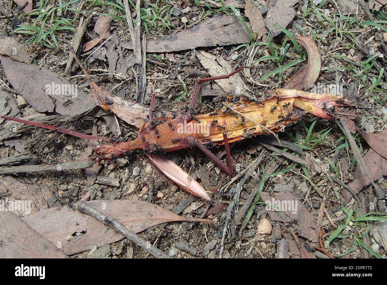 (Podacanthus), Insecta, 62 Railway Parade, Wentworth Falls NSW 2782 ...