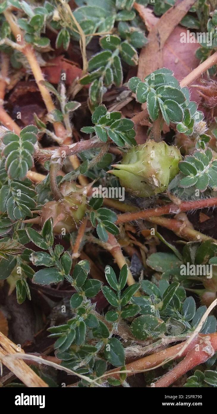 puncture vine (Tribulus terrestris), Plantae, Mitchell Park SA 5043 ...