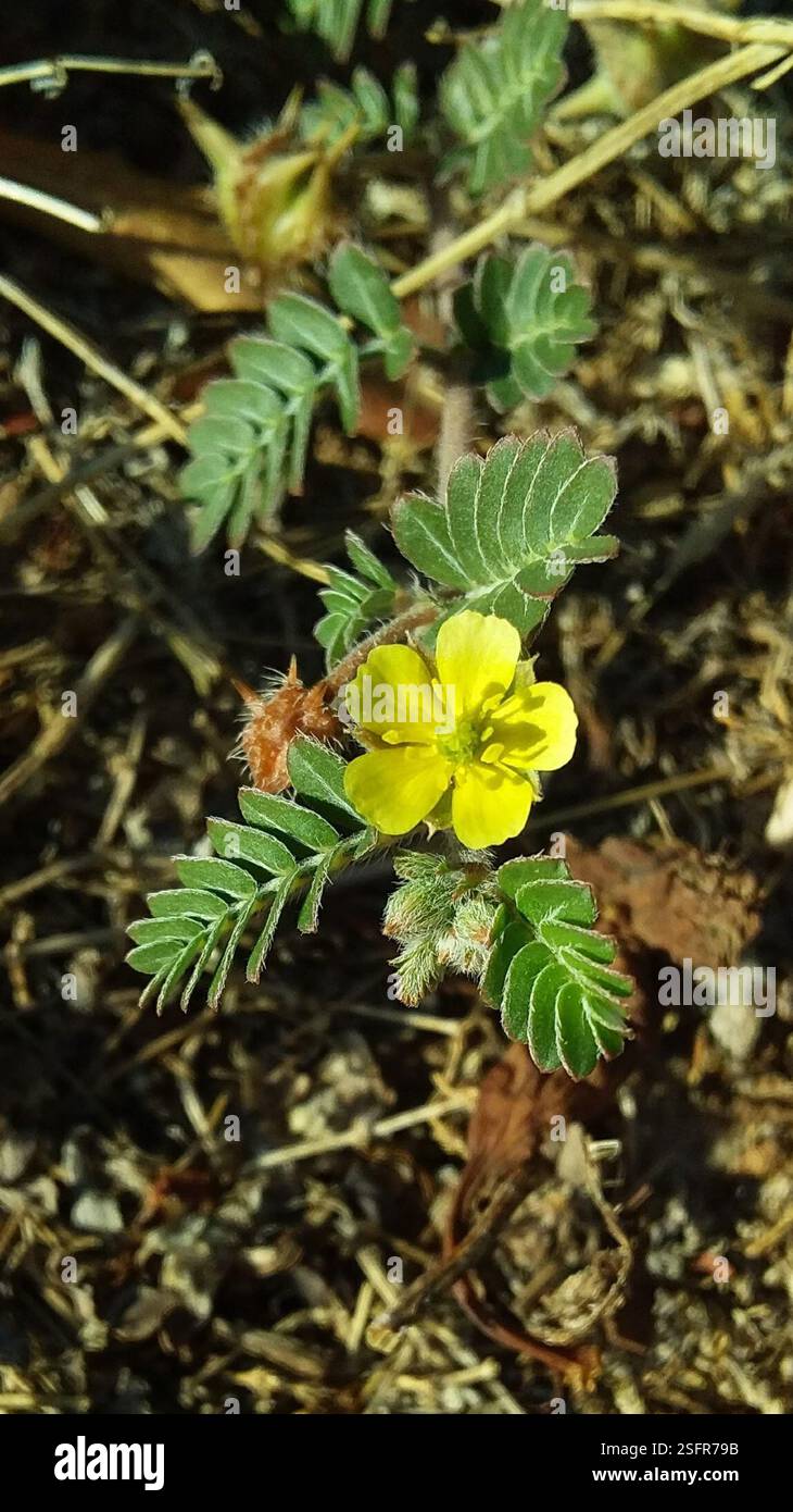 puncture vine (Tribulus terrestris), Plantae, Forestville SA 5035 ...