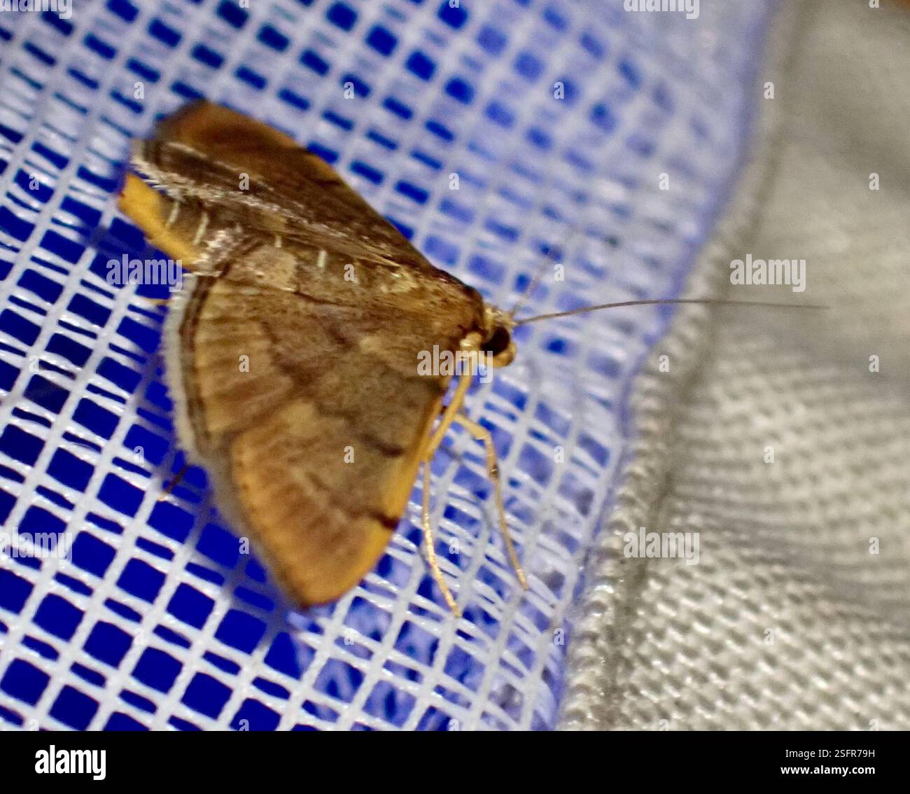 Pearl Moths (Spilomelinae), Insecta, Santo Antão, Cape Verde, CV Stock ...