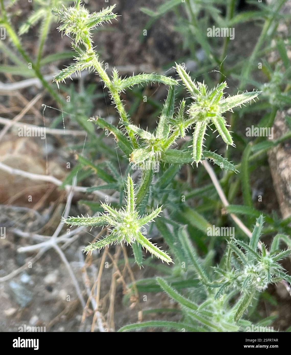 Guadalupe cryptantha (Cryptantha maritima), Plantae, Santa Rosa and San ...