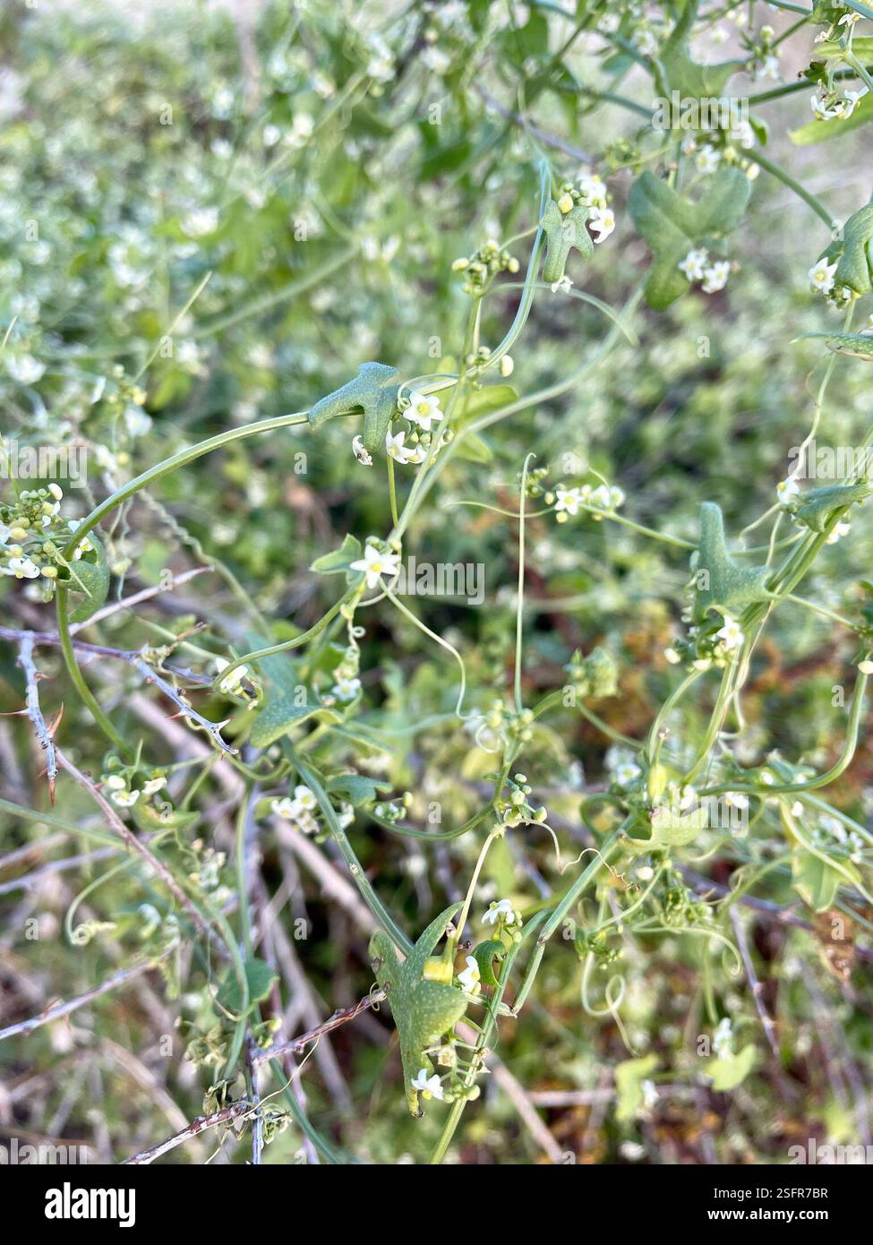 Desert Starvine (Brandegea bigelovii), Plantae, Santa Rosa and San ...