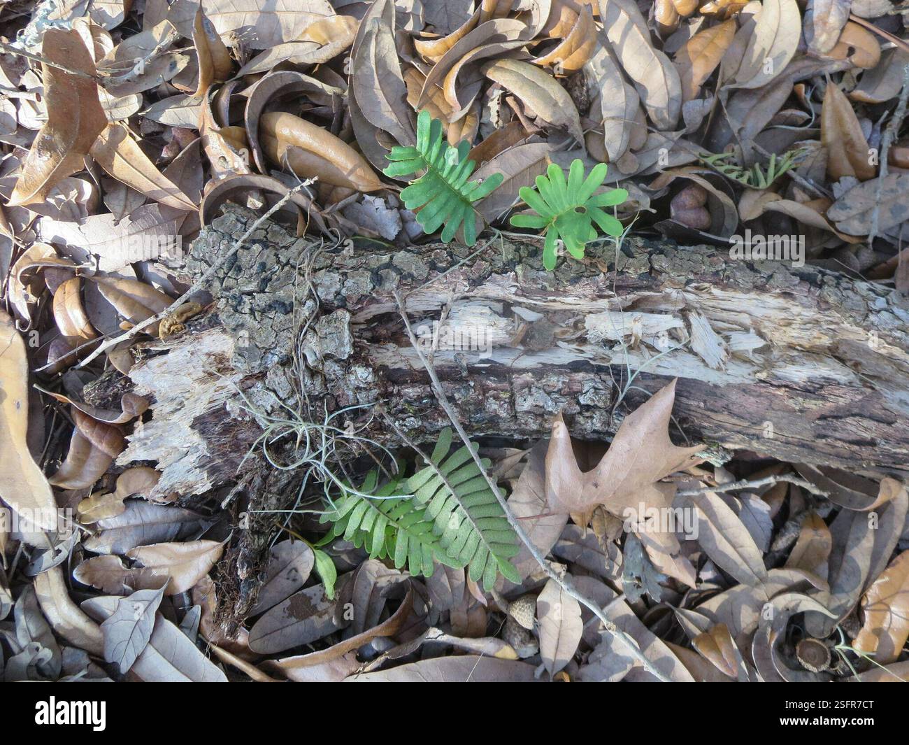 southern live oak (Quercus virginiana), Plantae, Windsor Forest ...