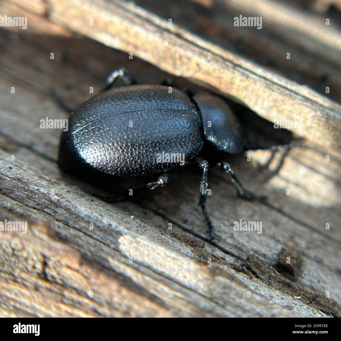 (Blapylis), Insecta, Highland Dr, Los Osos, CA, US Stock Photo - Alamy